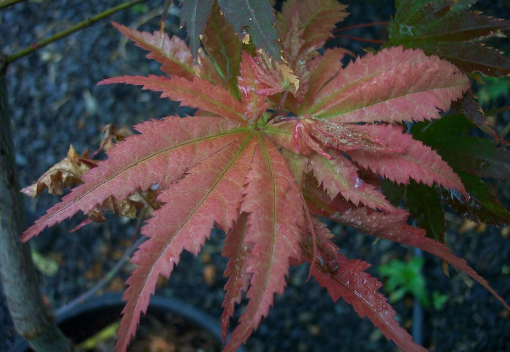 Acer palmatum 'Azuma murasaki' Red Upright Japanese Maple – Maple Ridge ...