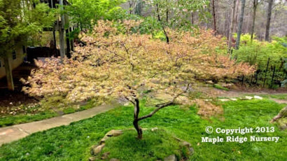 Red Weeping Dwarf Japanese Maples – Maple Ridge Nursery