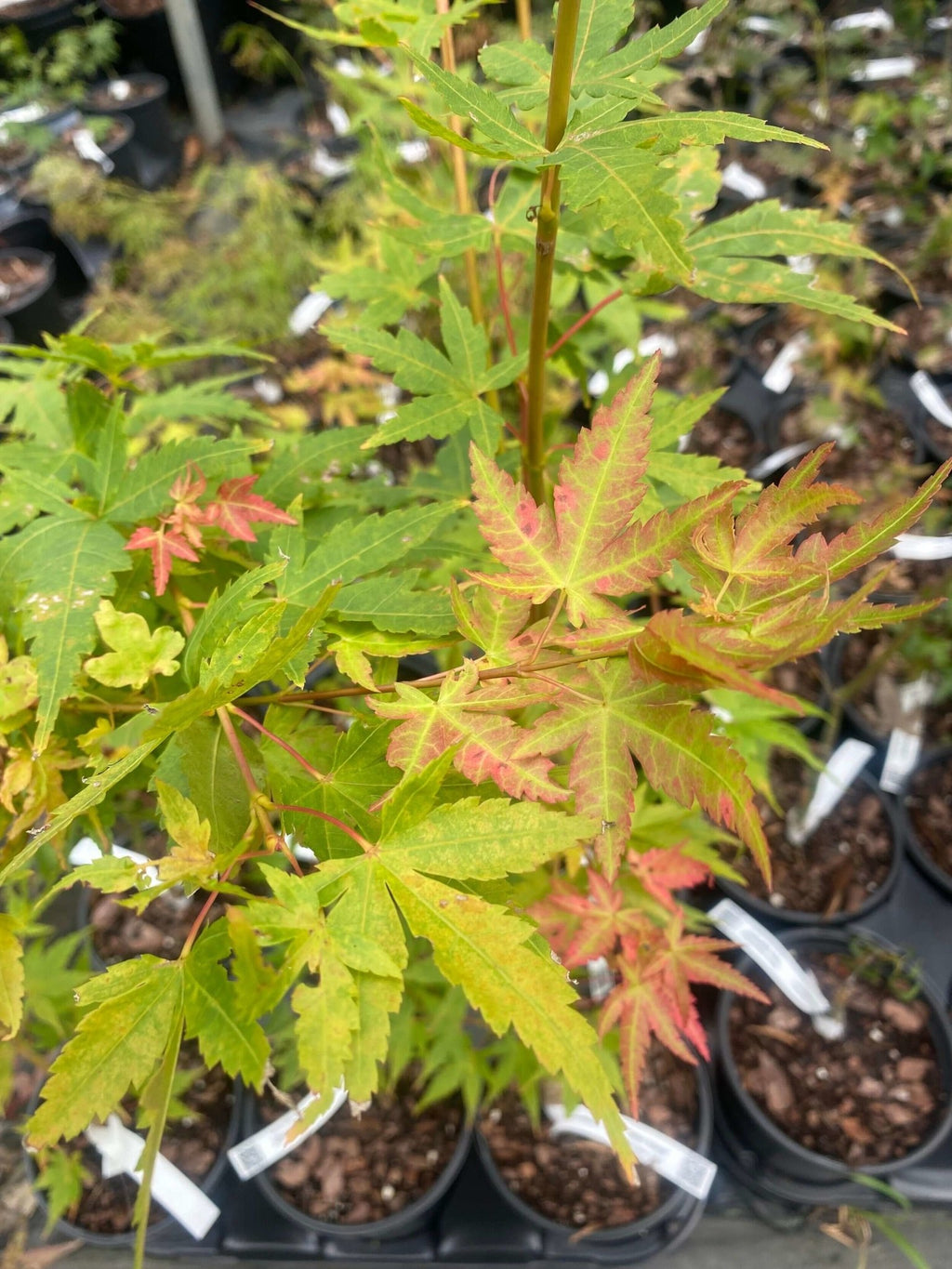 Acer palmatum 'Baton Rouge' Coral Bark Japanese Maple – Maple Ridge Nursery