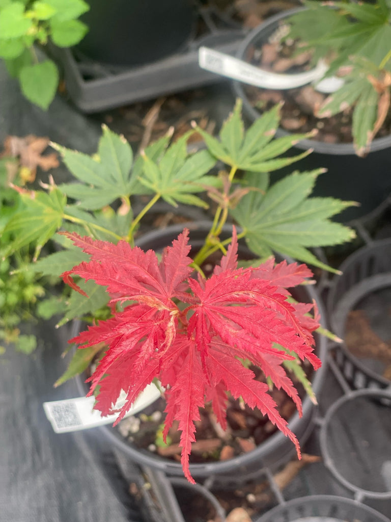 Acer palmatum 'Beni gasa' Japanese Maple – Maple Ridge Nursery