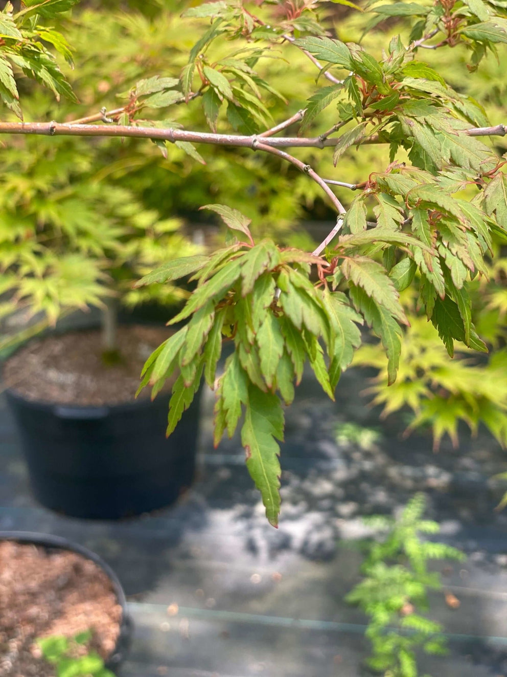Acer palmatum 'Beni hagaromo' Red Feather Leaf Japanese Maple – Maple ...