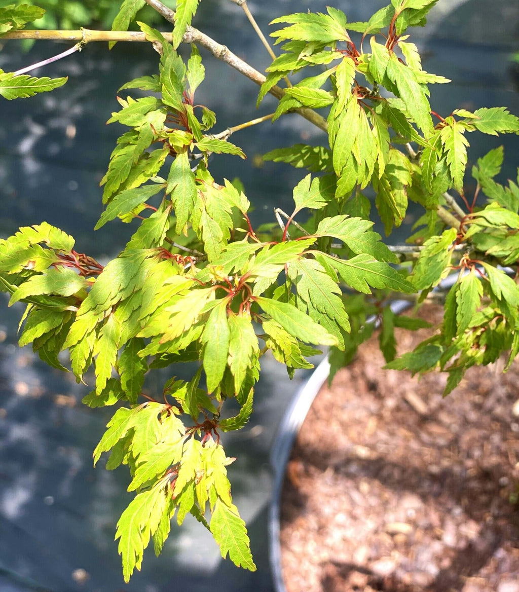 Acer palmatum 'Beni hagaromo' Red Feather Leaf Japanese Maple – Maple ...