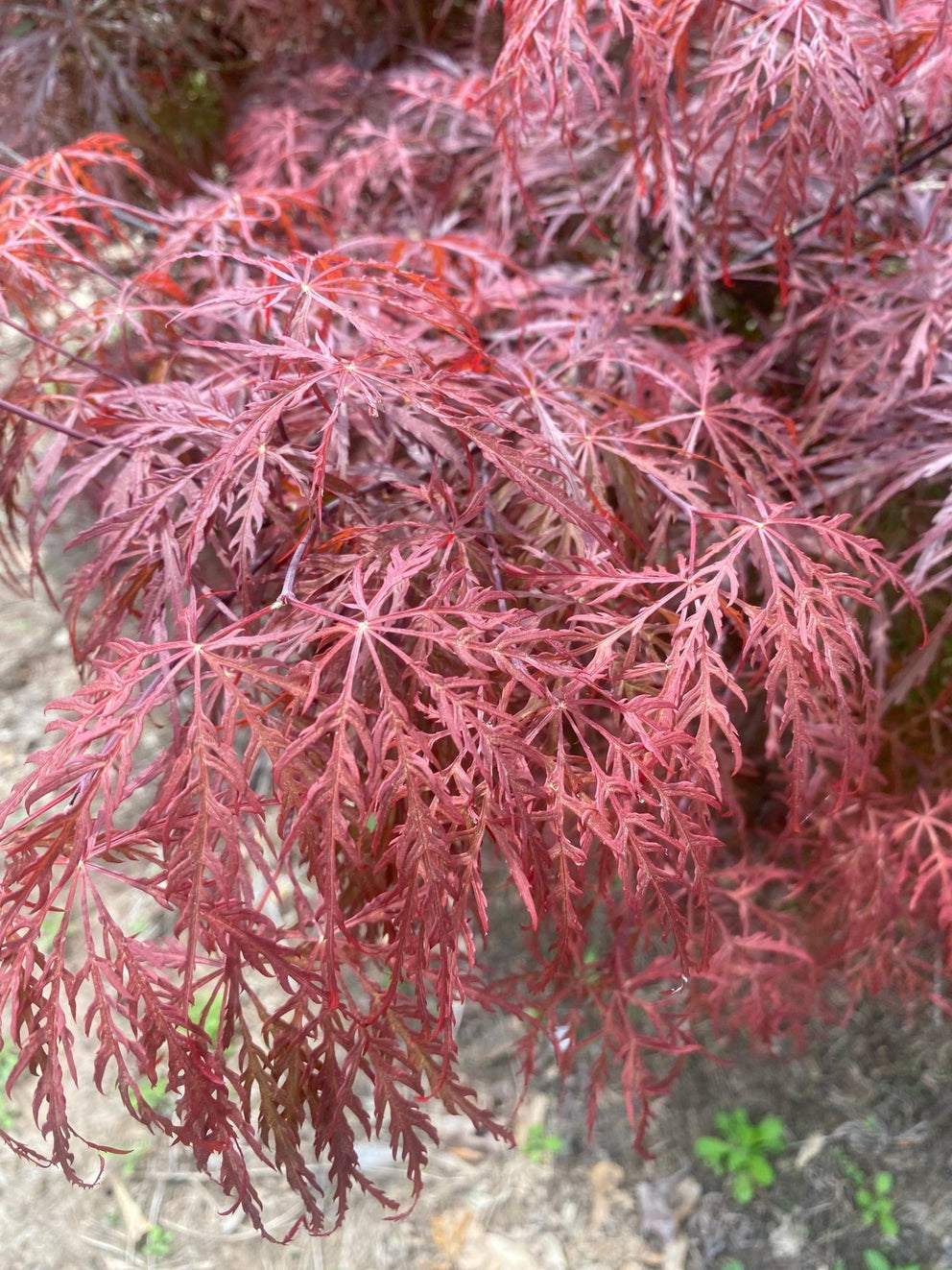 Dwarf Japanese Maples for Full Sun – Maple Ridge Nursery