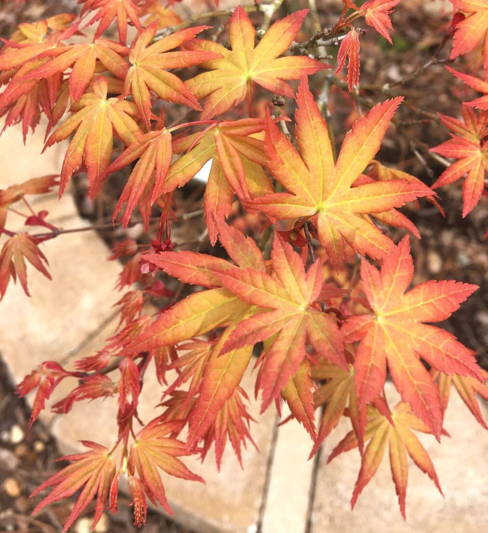 Acer palmatum 'Coral Magic' Rare Japanese Maple – Maple Ridge Nursery
