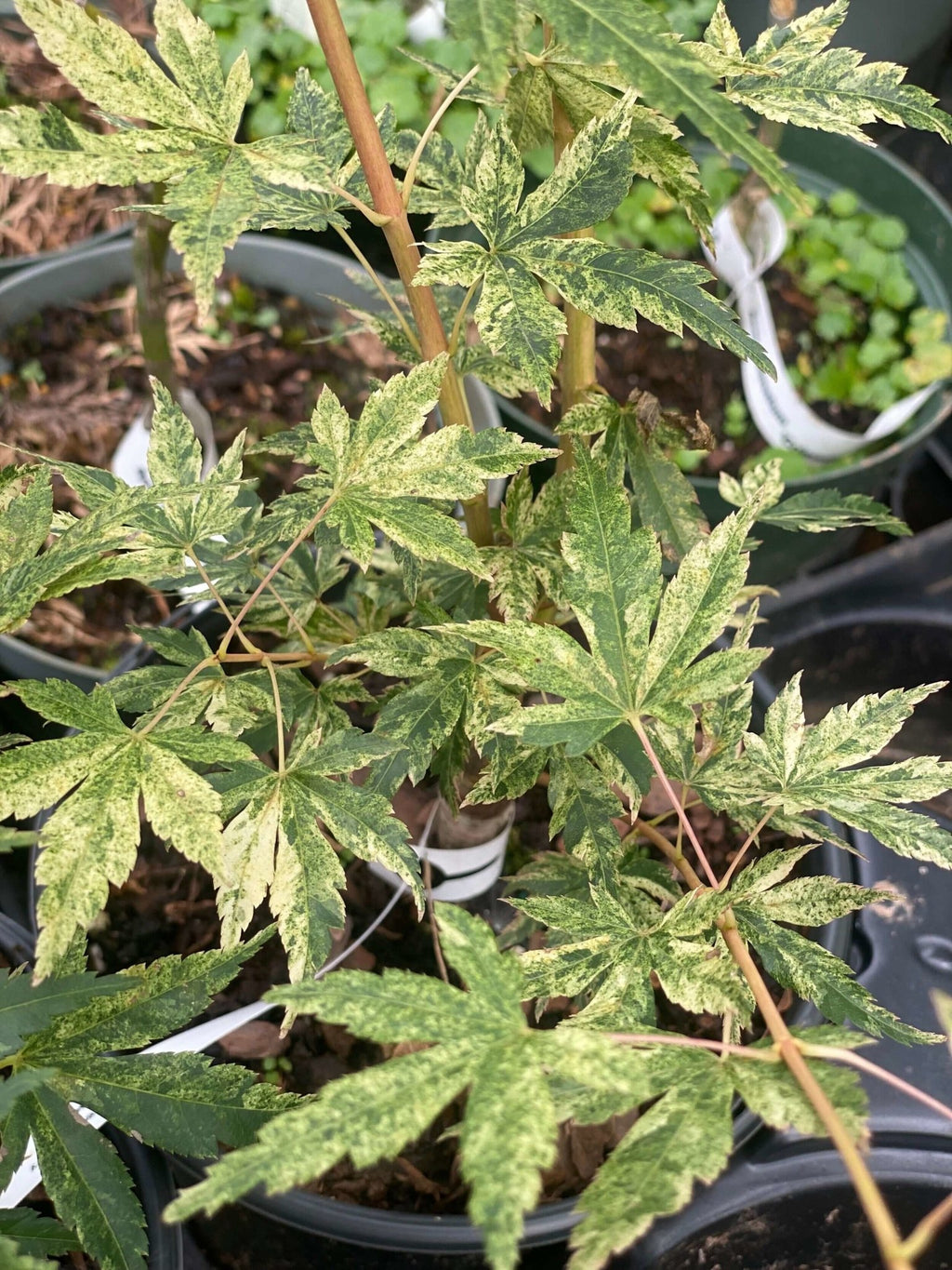 Acer palmatum 'Cosmos' Variegated Japanese Maple – Maple Ridge Nursery