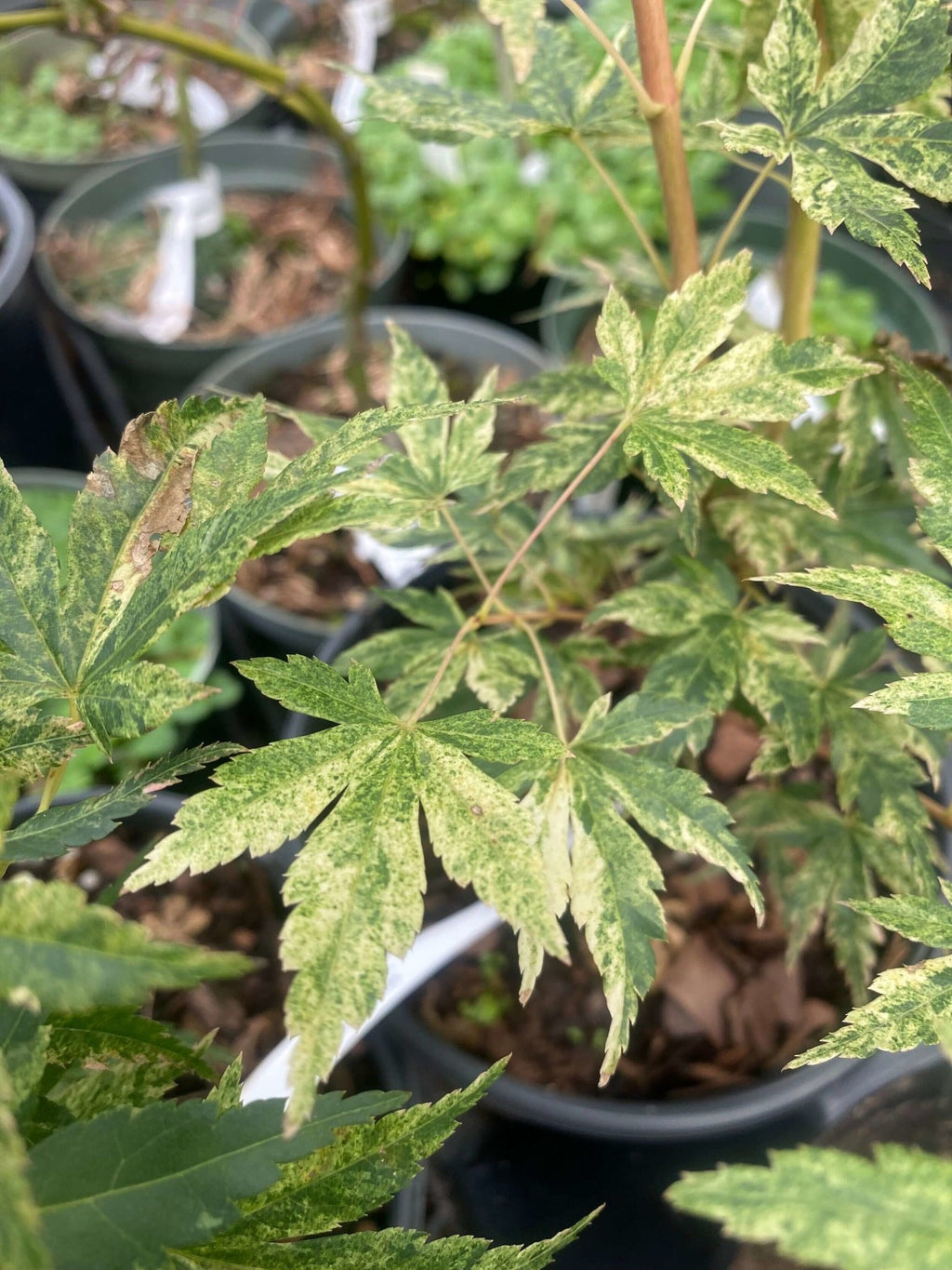 Acer palmatum 'Cosmos' Variegated Japanese Maple – Maple Ridge Nursery