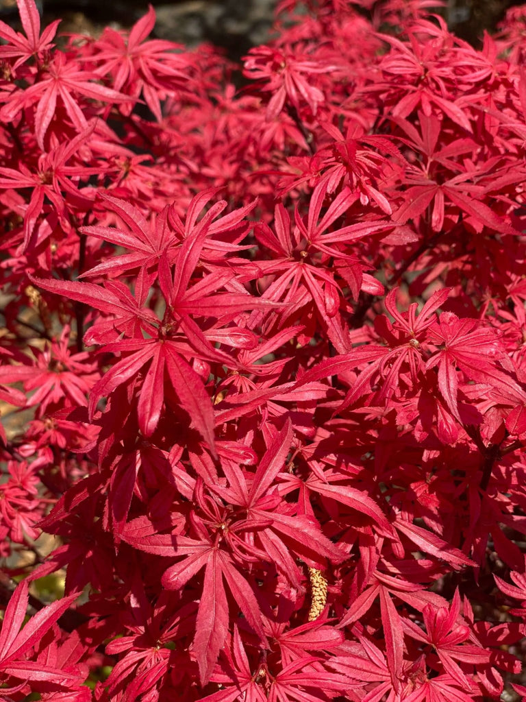Acer palmatum 'Elizabeth' Dwarf Japanese Maple – Maple Ridge Nursery