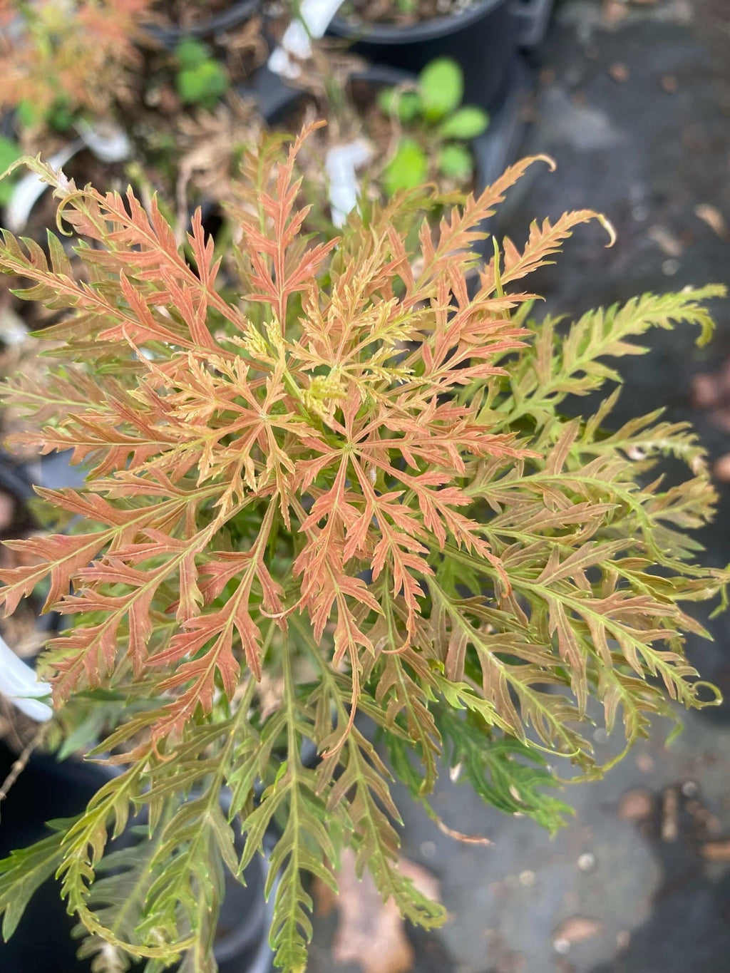 Acer palmatum 'Emma' Dwarf Japanese Maple – Maple Ridge Nursery