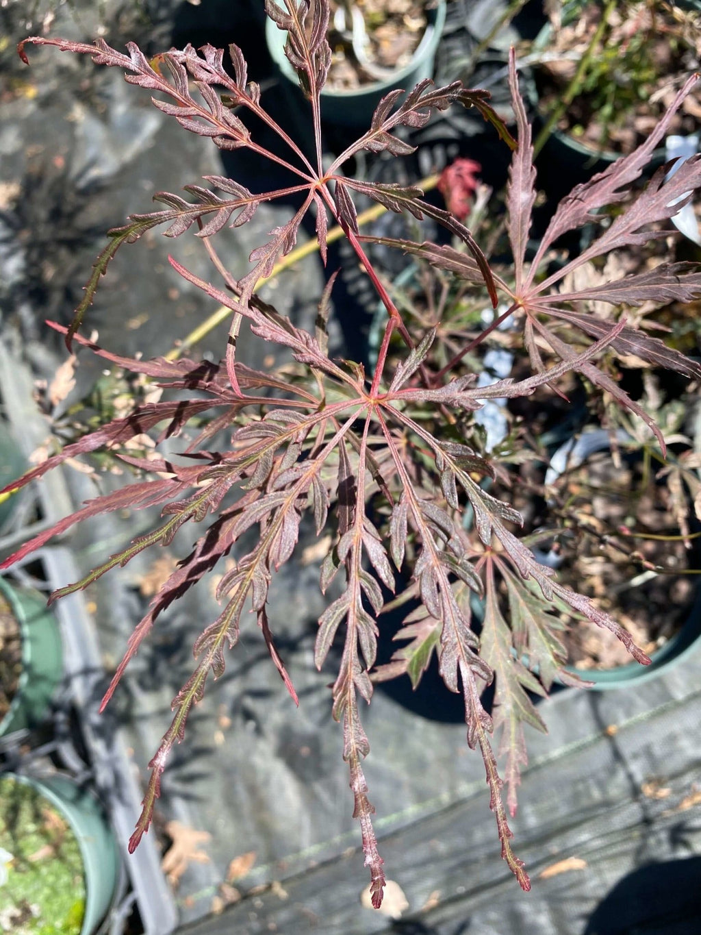 Acer palmatum 'English Lace' Upright Lace Leaf Japanese Maple – Maple ...