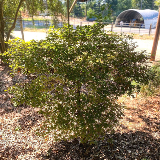 Acer palmatum 'Englishtown' Dwarf Japanese Maple – Maple Ridge Nursery