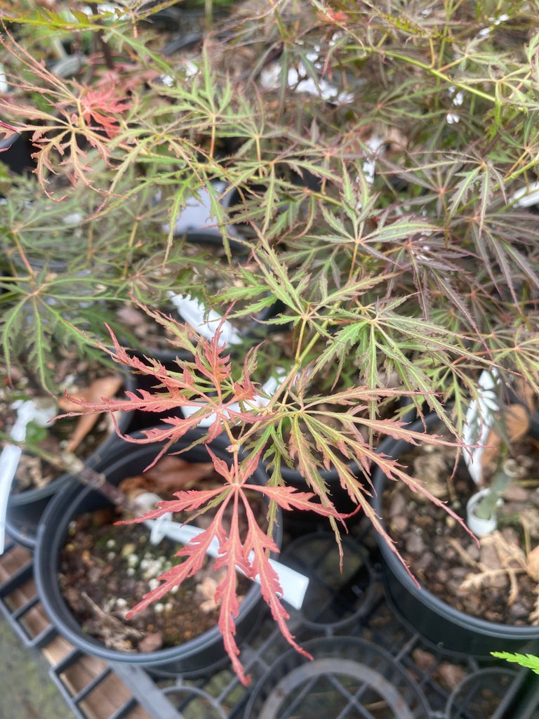 Acer palmatum 'Eye of the Tiger' Dwarf Japanese Maple – Maple Ridge Nursery