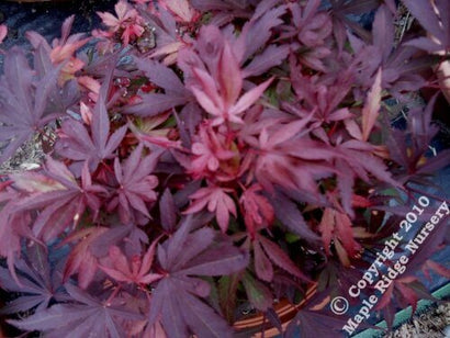Dwarf Japanese Maples – Maple Ridge Nursery