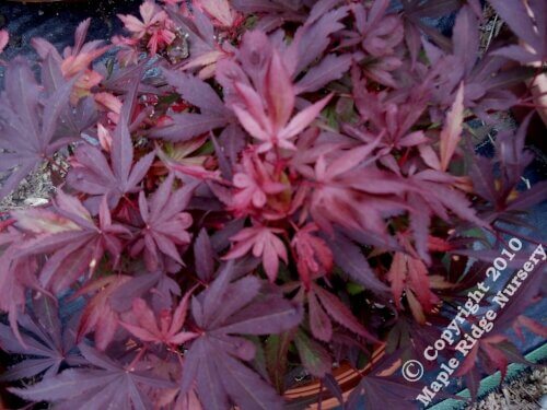 Acer palmatum 'Fireball' Dwarf Japanese Maple – Maple Ridge Nursery