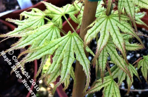 Acer palmatum 'First Ghost' Reticulated Japanese Maple – Maple Ridge ...