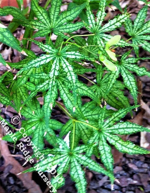 The Ghost Series – Maple Ridge Nursery