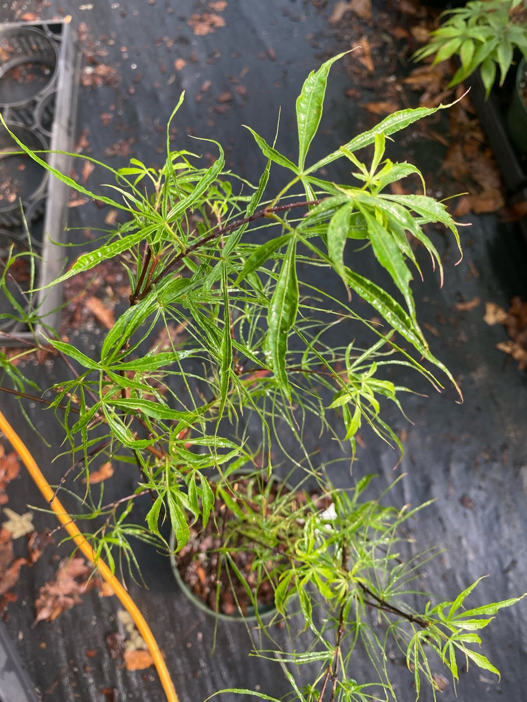 Acer palmatum 'Fukinagashi' Thread Leaf Japanese Maple – Maple Ridge ...