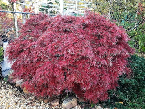 Red Weeping Dwarf Japanese Maples – Maple Ridge Nursery