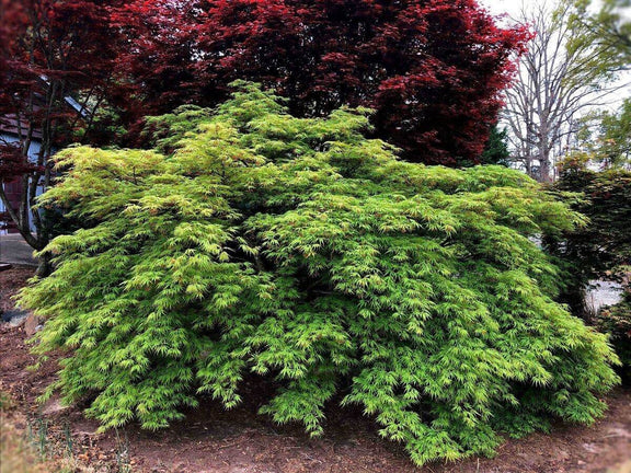 Fast Growing Japanese Maples – Maple Ridge Nursery