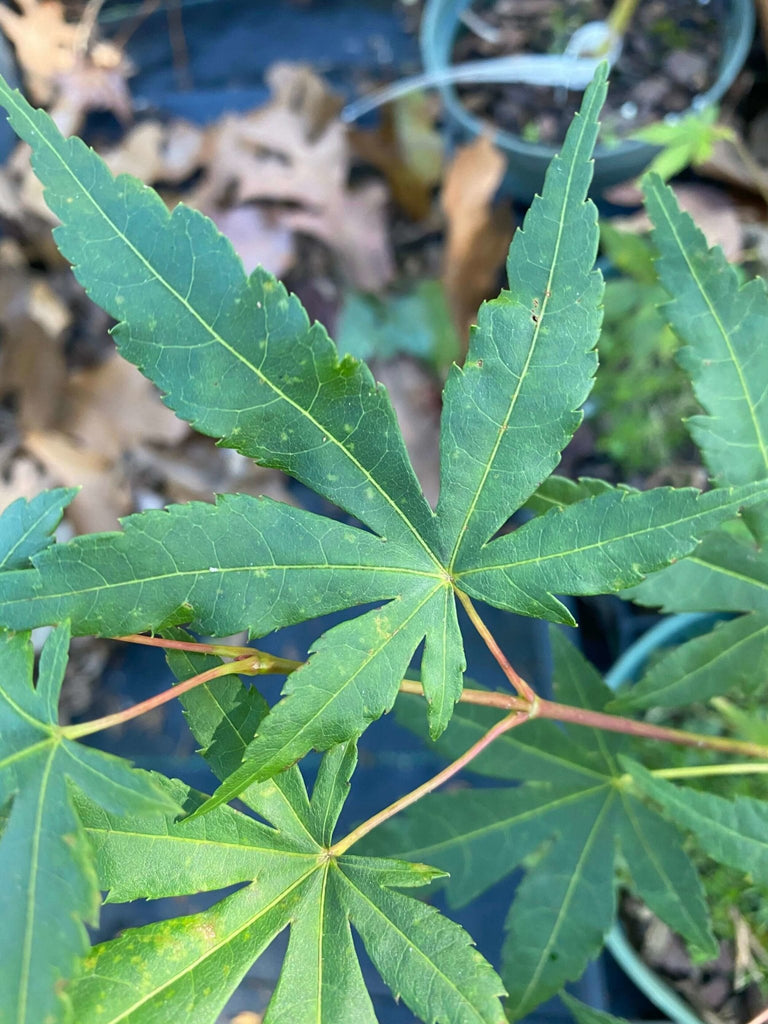 Fast Growing Japanese Maples – Maple Ridge Nursery