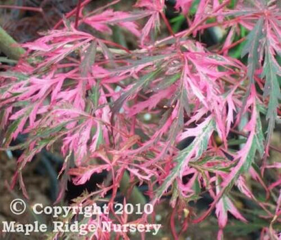 Red Weeping Dwarf Japanese Maples – Maple Ridge Nursery
