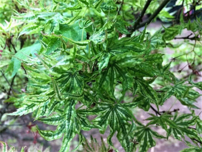 Acer palmatum 'Higasa yama' Variegated Japanese Maple – Maple Ridge Nursery