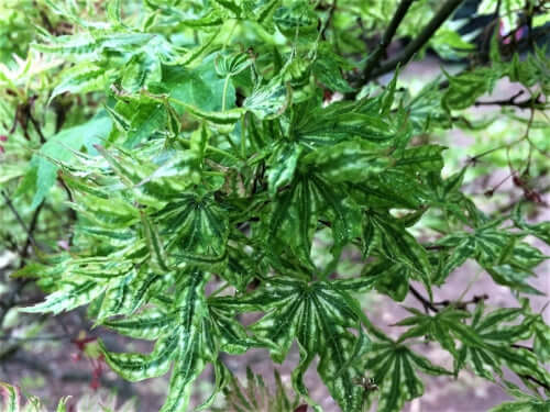 Acer palmatum 'Higasa yama' Variegated Japanese Maple – Maple Ridge Nursery