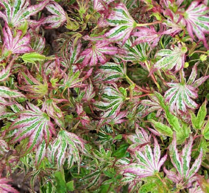 Acer palmatum 'Higasa yama' Variegated Japanese Maple – Maple Ridge Nursery