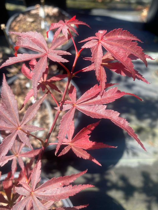 Acer palmatum 'Hilleri' Red Japanese Maple – Maple Ridge Nursery