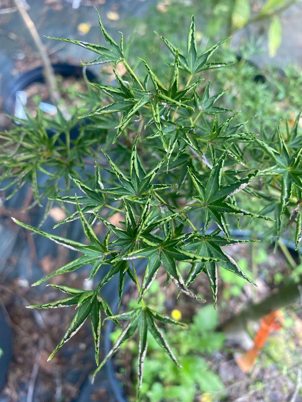Acer palmatum 'Hippy Fin Mo' Green Japanese Maple – Maple Ridge Nursery