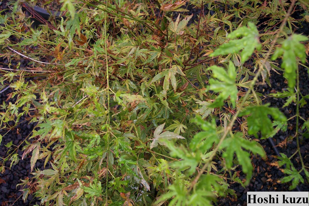 Acer palmatum 'Hoshi kuzu' Variegated Japanese Maple – Maple Ridge Nursery