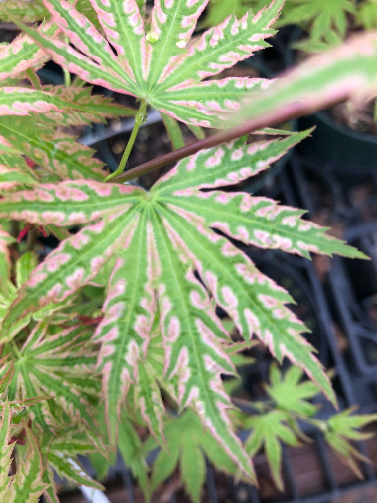 Acer palmatum 'Ikandi' Variegated Japanese Maple – Maple Ridge Nursery