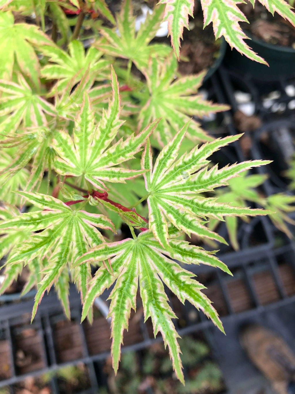 Acer palmatum 'Ikandi' Variegated Japanese Maple – Maple Ridge Nursery