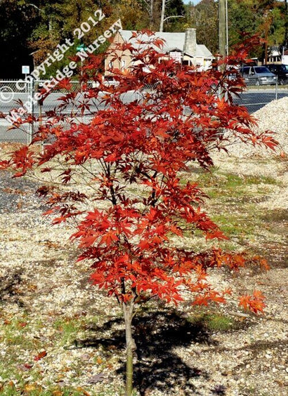 Acer palmatum 'Inazuma' Red Japanese Maple – Maple Ridge Nursery