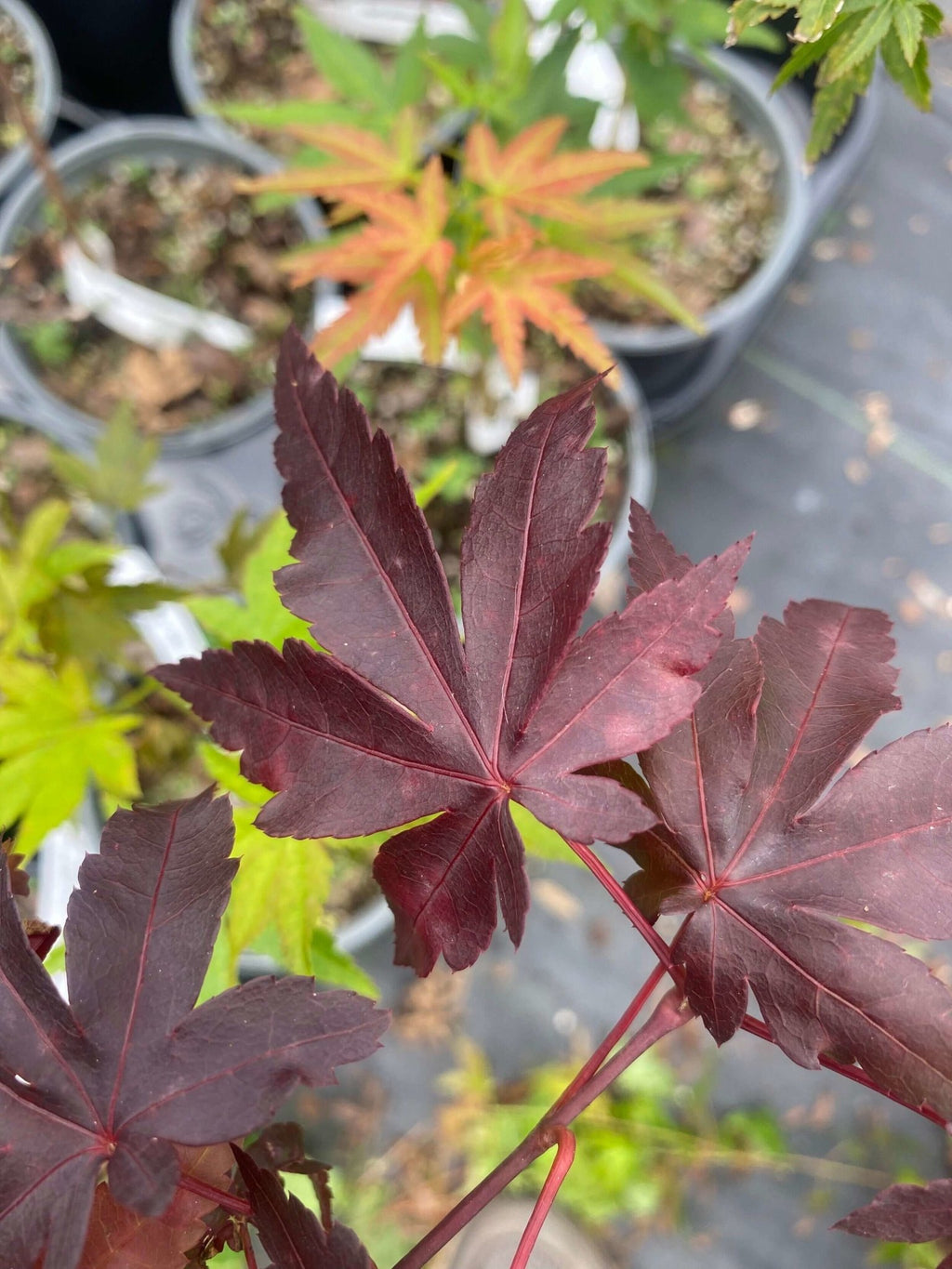 Acer palmatum 'Jet Black' Dark Red Japanese Maple – Maple Ridge Nursery