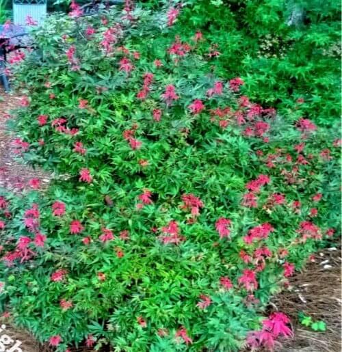 Acer palmatum 'Kandy Kitchen' Red Dwarf Japanese Maple – Maple Ridge ...