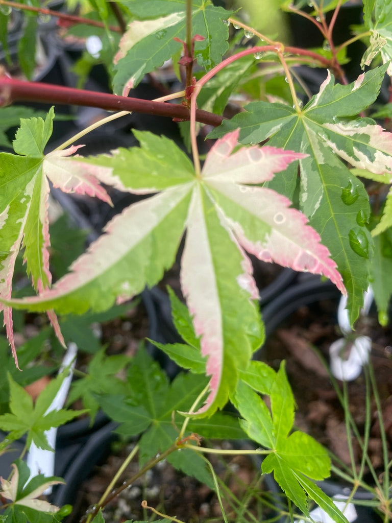 Acer palmatum 'Kara su gawa' Variegated Japanese Maple – Maple Ridge ...