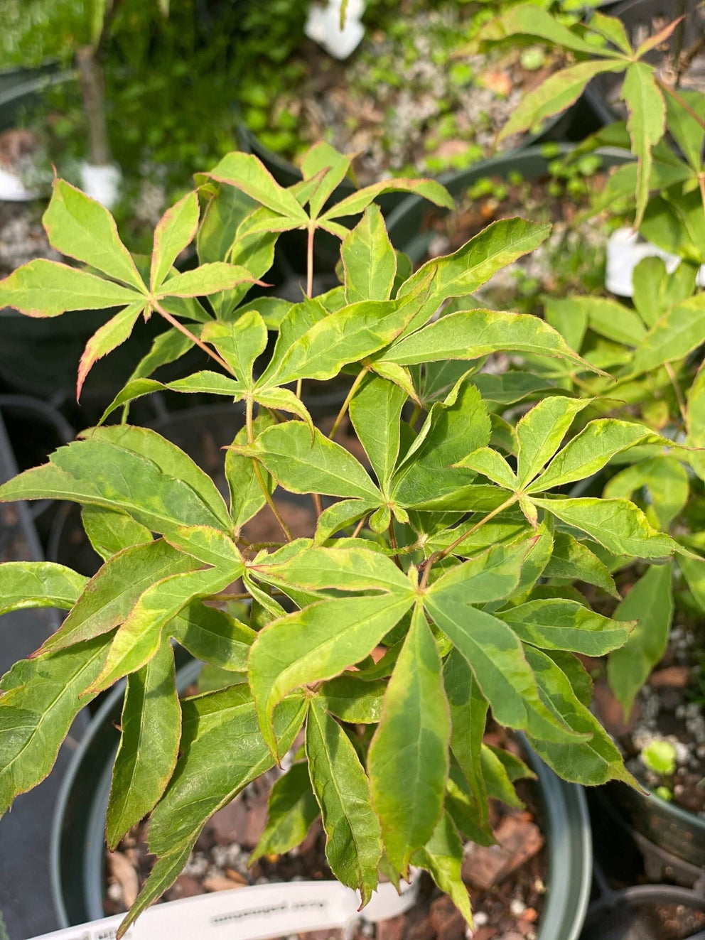 Buy Acer palmatum 'Kin Pai' Variegated Japanese Maple – Maple Ridge Nursery
