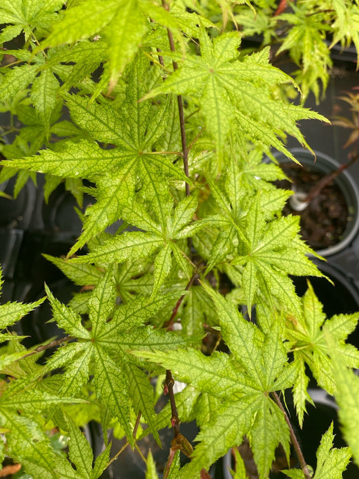 Acer palmatum 'Miss Maple' Reticulated Japanese Maple – Maple Ridge Nursery
