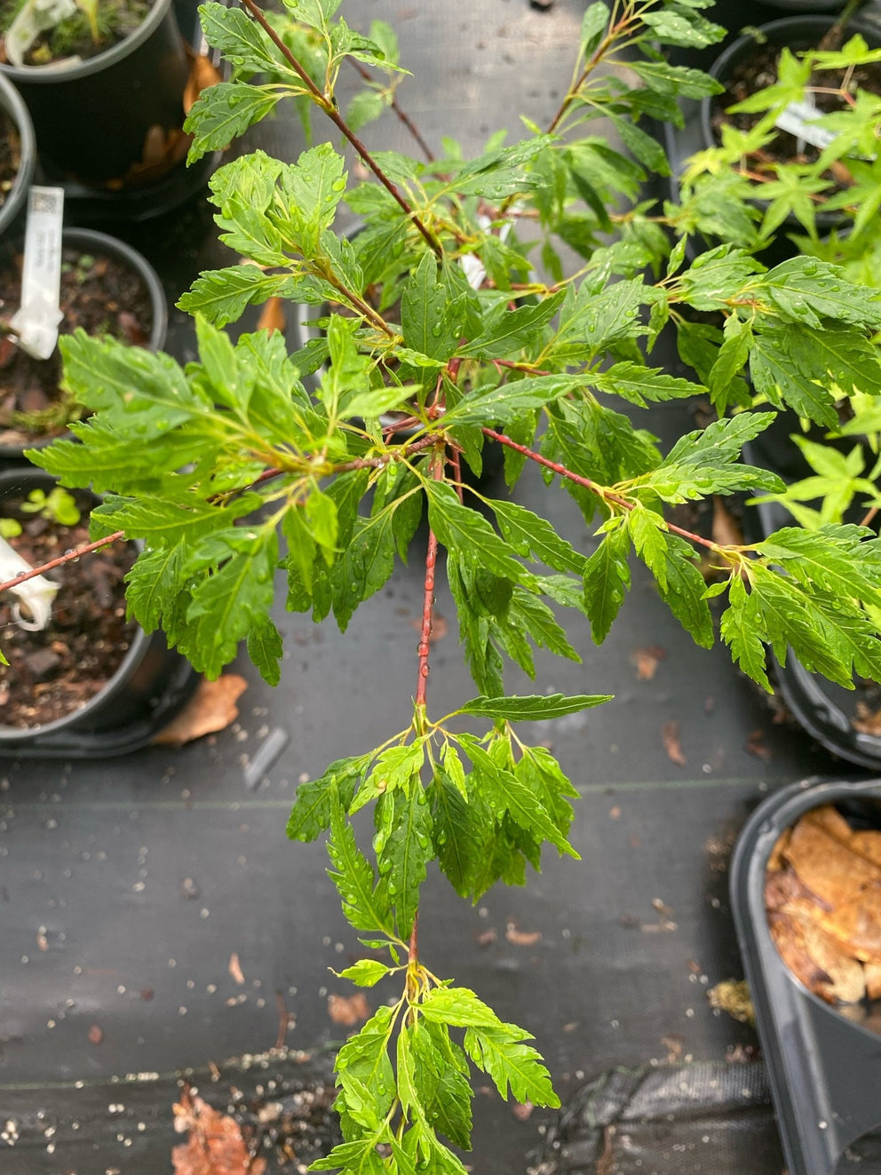 Buy Acer palmatum 'Momenshide' Feather Leaf Japanese Maple – Maple ...
