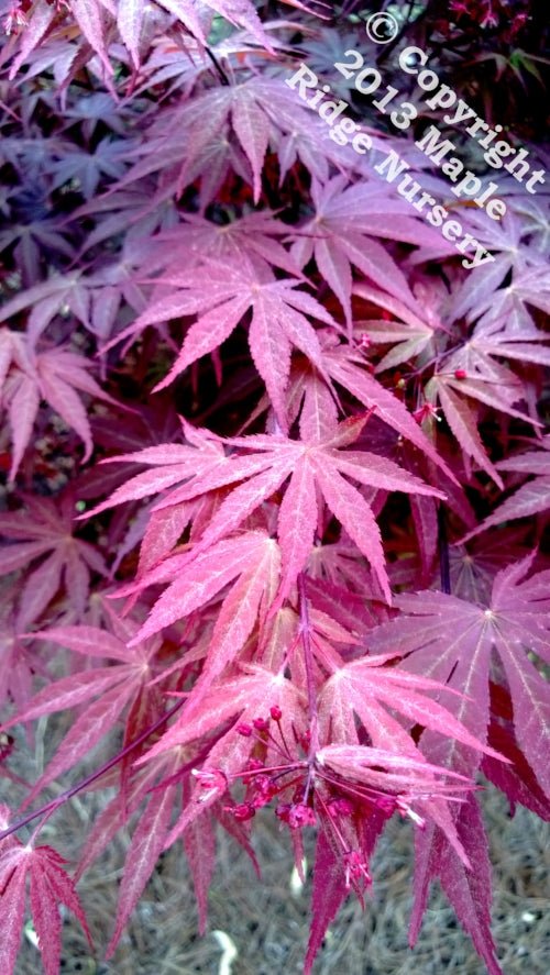 Acer palmatum 'Musashino' Japanese Maple – Maple Ridge Nursery