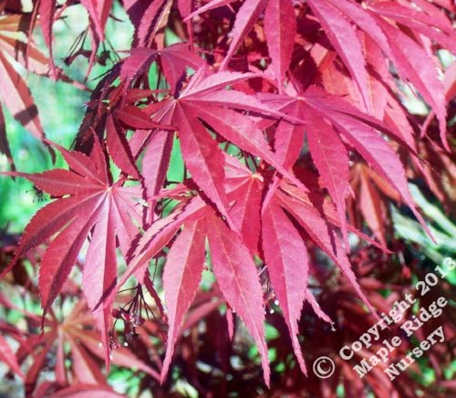 Acer palmatum 'Musashino' Japanese Maple – Maple Ridge Nursery