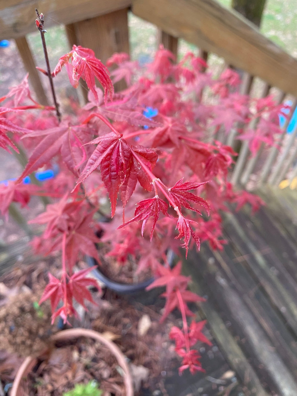 Acer palmatum 'Noel' Variegated Corallinum Japanese Maple – Maple Ridge ...