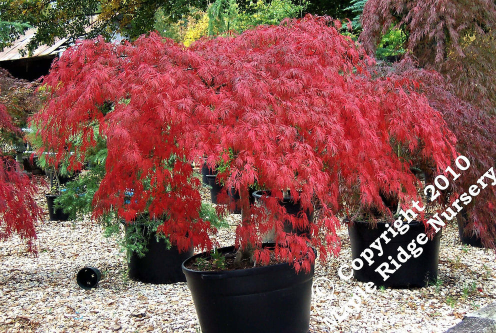 Acer palmatum 'Octopus' Red Dwarf Japanese Maple – Maple Ridge Nursery