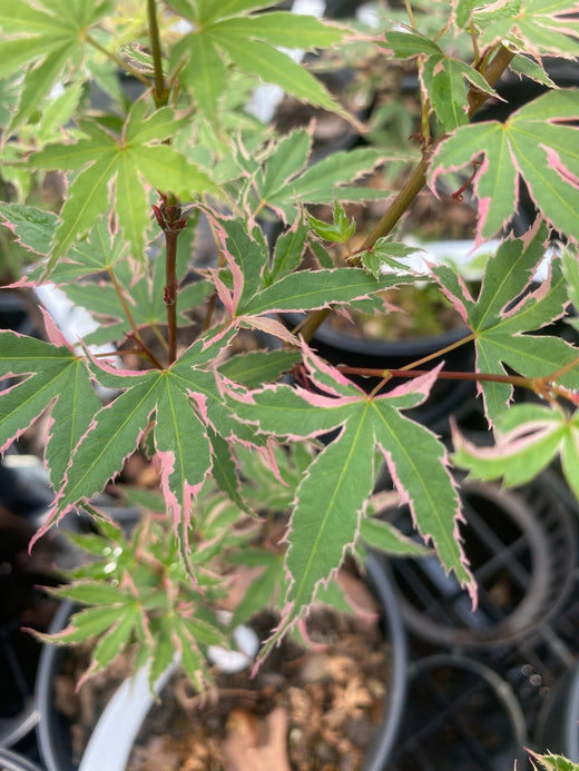 Acer palmatum 'Okukuji nishiki' Variegated Japanese Maple – Maple Ridge ...