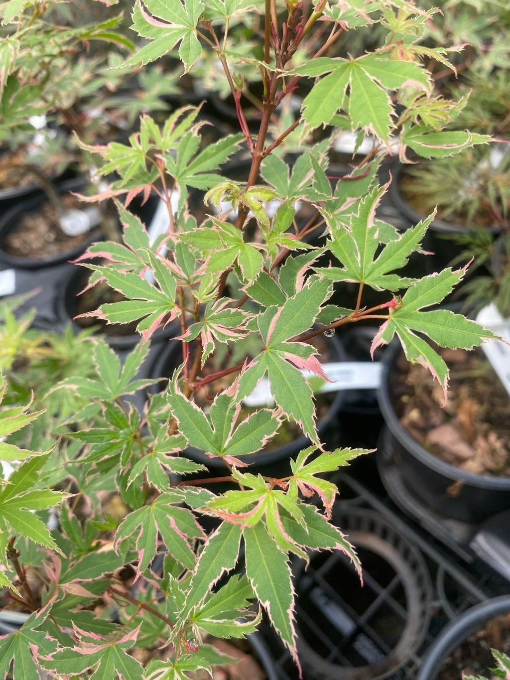 Acer palmatum 'Okukuji nishiki' Variegated Japanese Maple – Maple Ridge ...