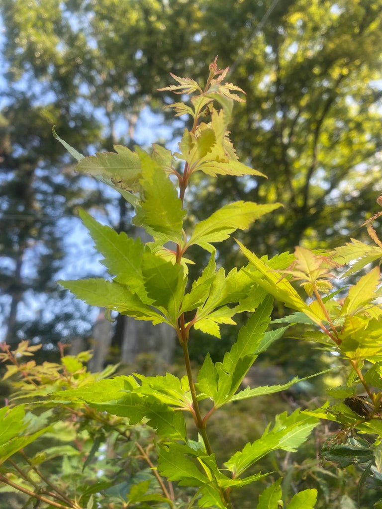 Acer palmatum 'Orange Hagoromo' Feather Leaf Japanese Maple – Maple ...