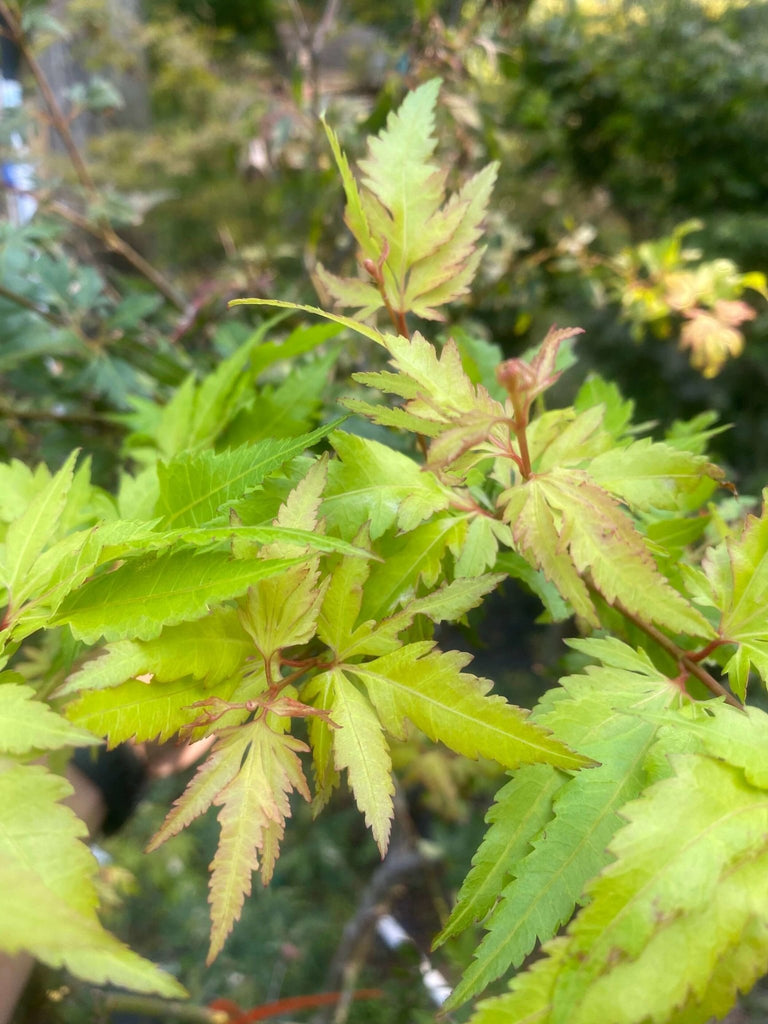 Acer palmatum 'Orange Hagoromo' Feather Leaf Japanese Maple – Maple ...