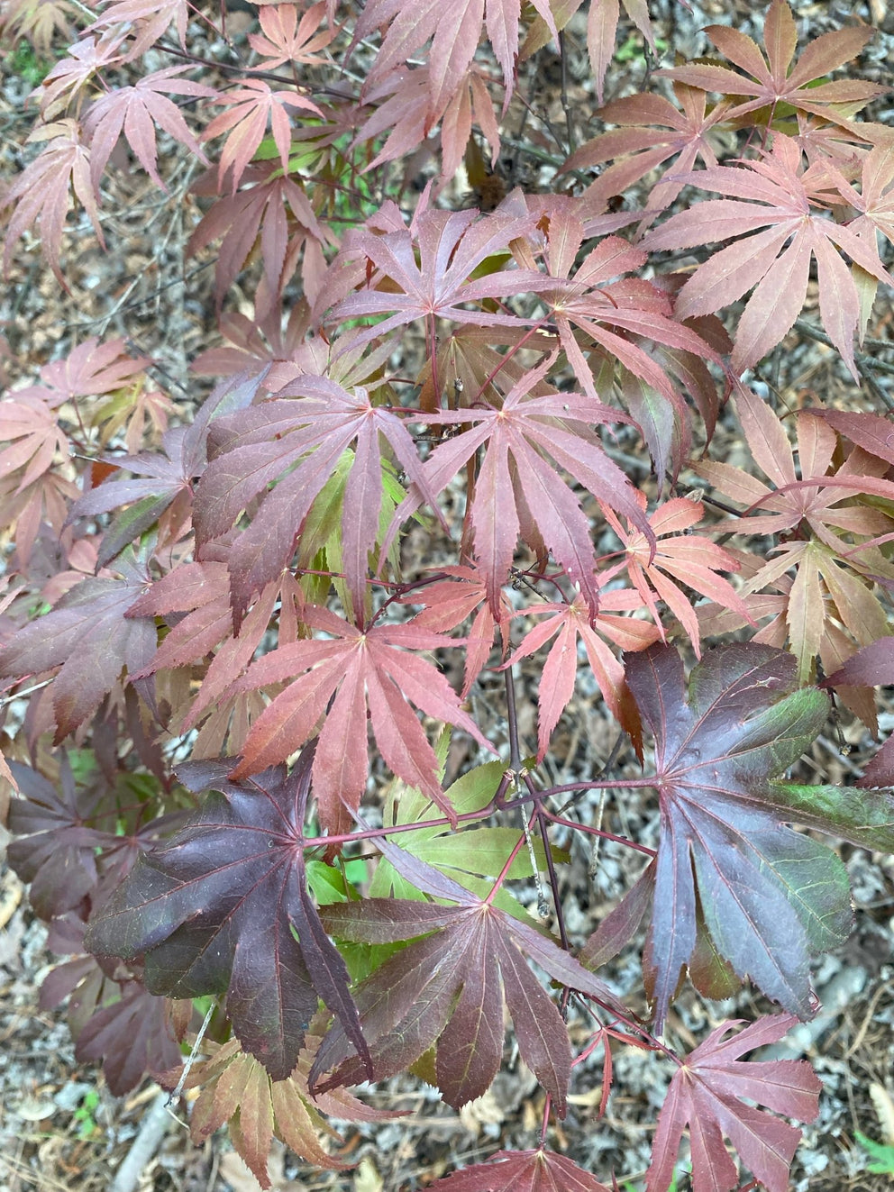 Acer palmatum 'Oregon Sunset' Red Japanese Maple – Maple Ridge Nursery