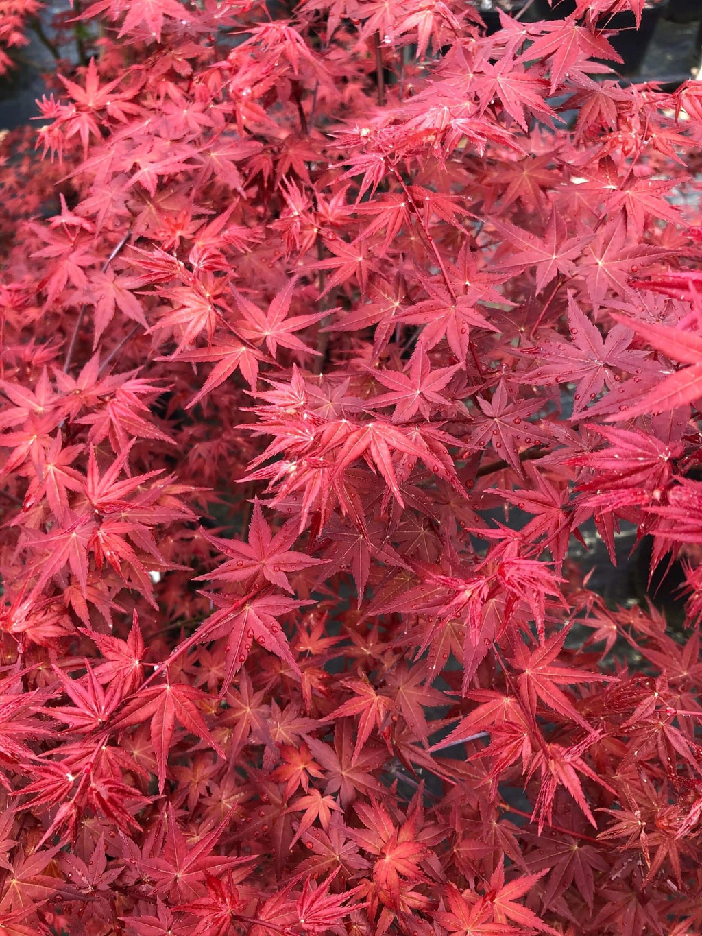 Acer palmatum 'Otome zakura' Corallinum Japanese Maple – Maple Ridge ...