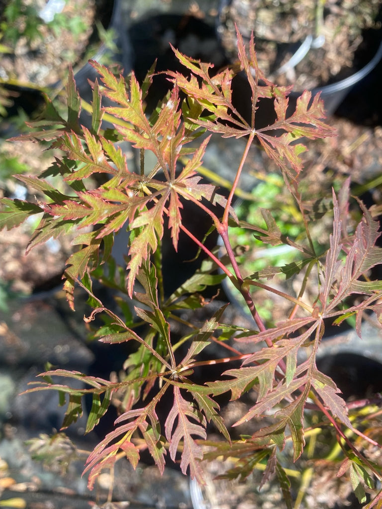 Acer palmatum 'Paisleigh' Dwarf Japanese Maple – Maple Ridge Nursery